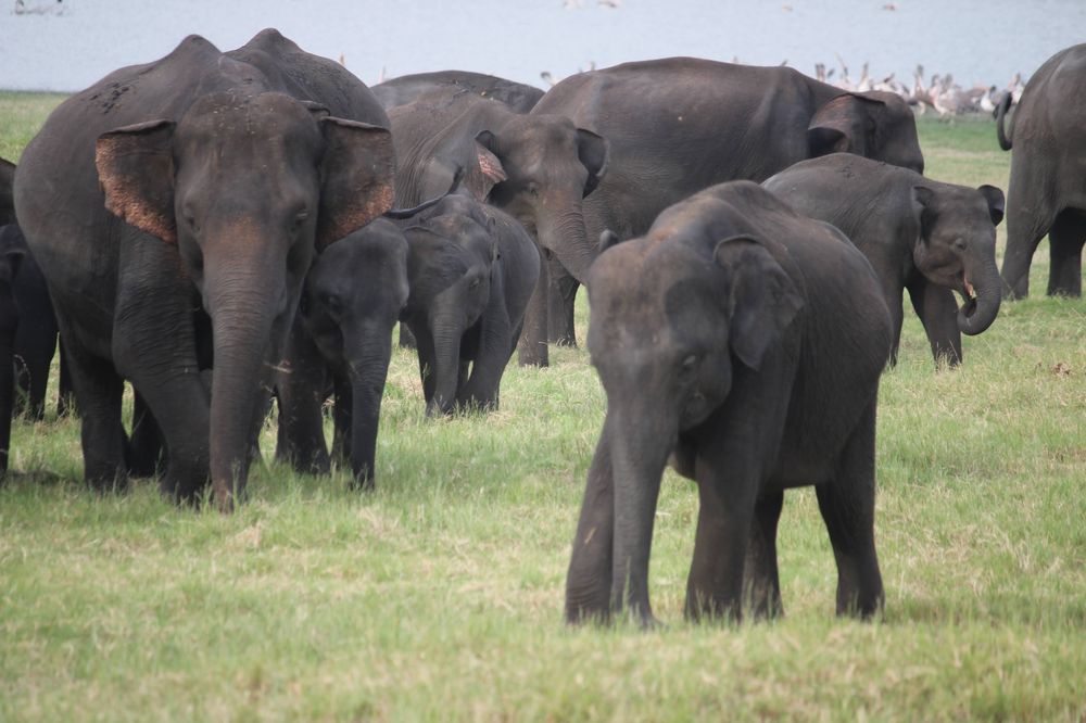 Minneriya National Park | Wonders of Ceylon
