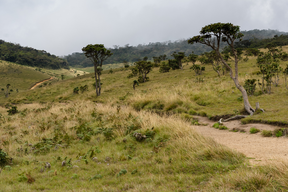 Horton Plains National Park | Wonders of Ceylon