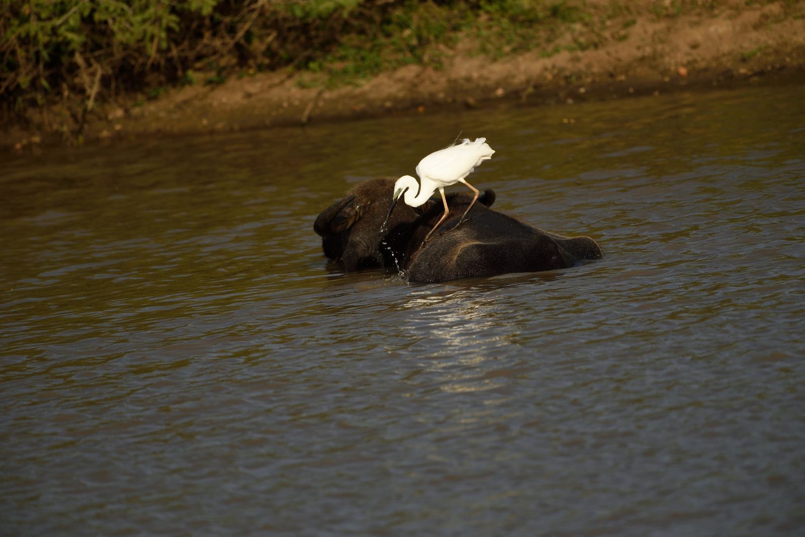 Yala National Park | Wonders of Ceylon