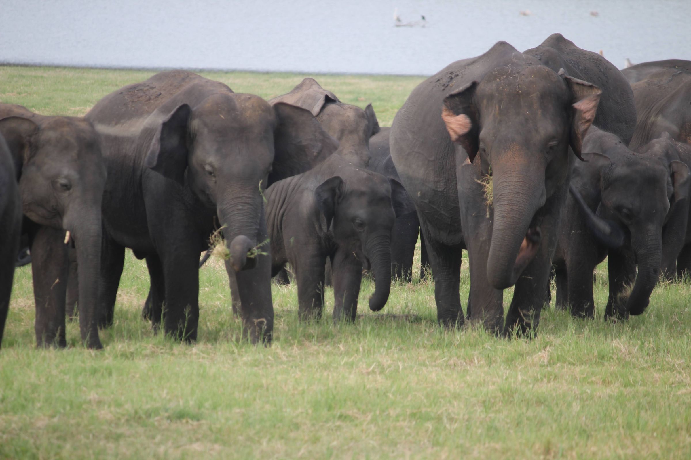 Minneriya National Park | Wonders of Ceylon
